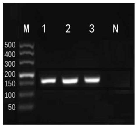 Bovine Derived Escherichia Coli Detection Primer Probe Combination Kit And Application Eureka