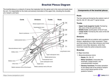 Axillary Nerve Plexus And Function