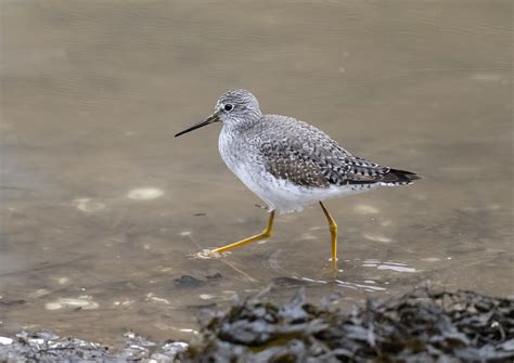 Images Naturally Cornwall Birdrace January 2026