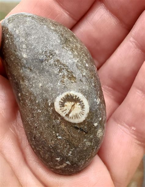 This Fossil In Some Landscaping Rocks I Bought R Mildlyinteresting