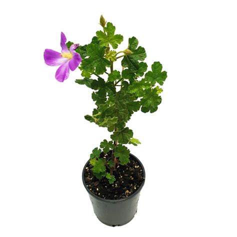 140mm Native Hibiscus Alyogyne Huegelii Blue Heeler Bunnings Australia