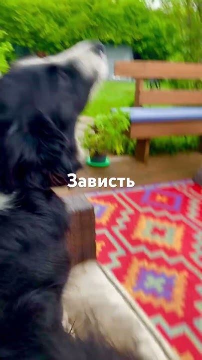 Кошка Лаки и собака Хэппи - YouTube