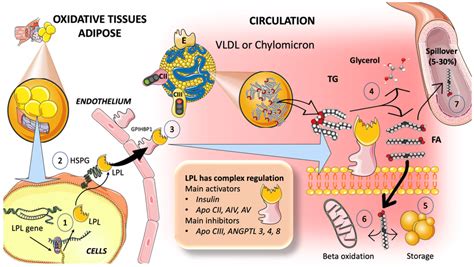 Lipoprotein Lipase Is The Main Regulator Of Trl Fluxes 1 Lipoprotein Download Scientific