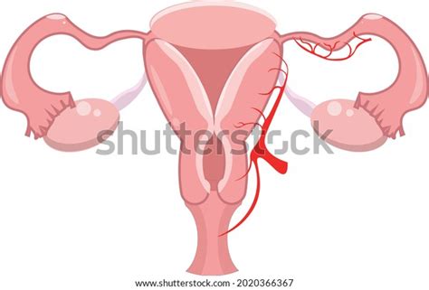 Normal Healthy Vagina Vector Art Stock Vector Royalty Free Shutterstock