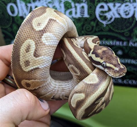 Butter Enchi Fire Leopard Ball Python Female G