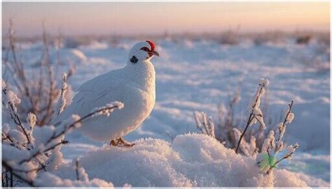 Willow Ptarmigan Habitat Traits And Arctic Survival Facts