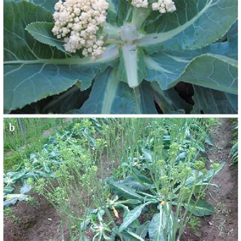 Embryos Derived From Loose Curd Cauliflower Microspore Culture With Download Scientific Diagram