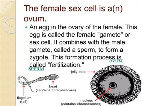 Chapter 10 Reproductive System PPTX Infertility Reproductive Health
