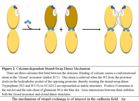 Figure 2 From The Dimerization Kinetics Of Ncad12 With A Mutated Cis X Pro Bond Semantic Scholar