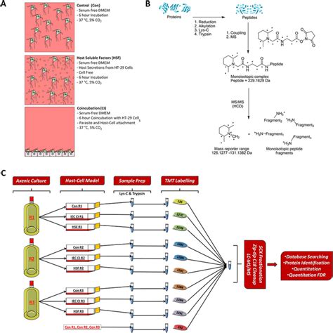 Experimental Design And Tmt Labelling Workflow For The Experiment A