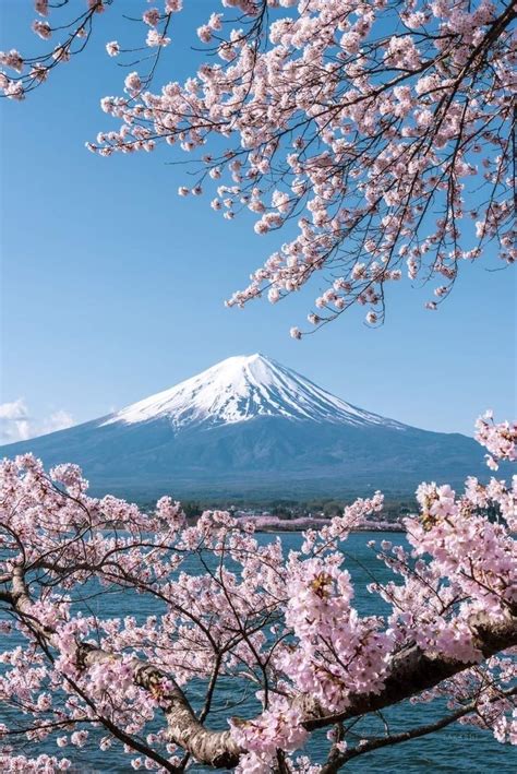 Pin Di Aiden W 👣 Su Mystical Japan ⛩ Fiori Di Ciliegio Giapponesi