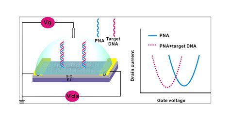 Ultrasensitive Label Free Detection Of Pnadna Hybridization By Reduced Graphene Oxide Field