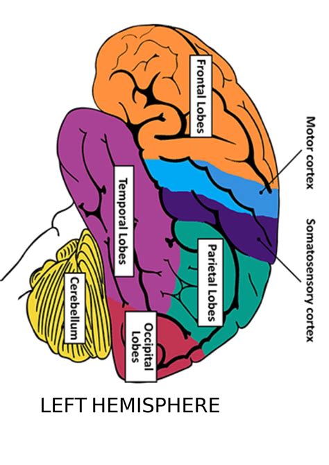 Left Hemisphere Left Hemisphere Right Hemisphere Frontal Lobes The