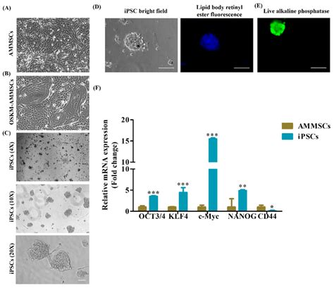Generation Of Induced Pluripotent Stem Cells Ipscs And Its Download Scientific Diagram