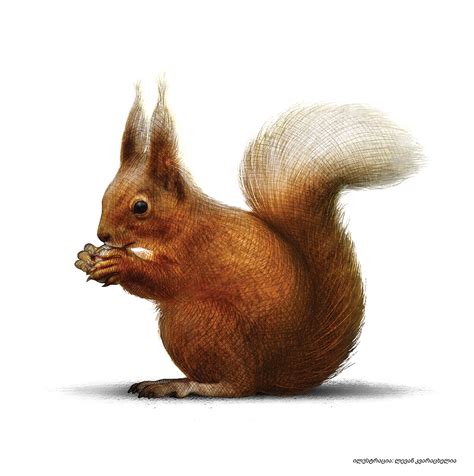 კავკასიური ციყვი Map