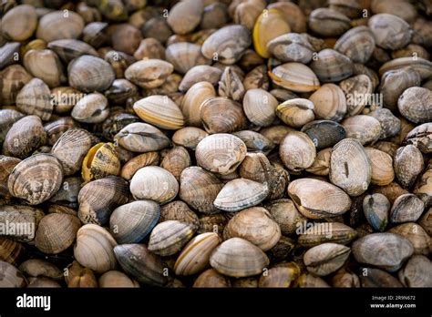Shellfishing Workers Collecting Shellfish At The Arenal Beach In The