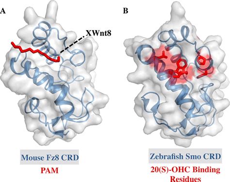 Structures Of Class F Gpcr Crds A The Structure Of The Mouse