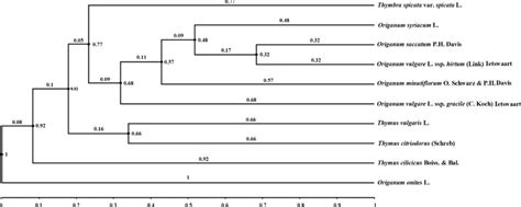 The Dendrogram Based On The Issr Data Displaying The Phylogenetic