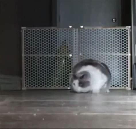 Cute Cat Running 