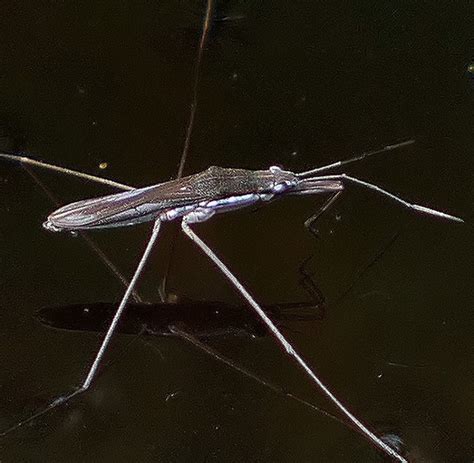 Water Strider Limnoporus Canaliculatus Bugguidenet