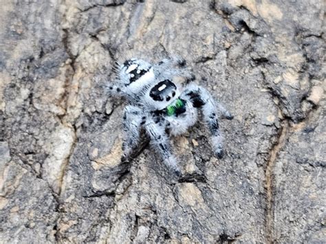White Regal Jumping Spider Adult Female 4 By The Defiant Forest Inc