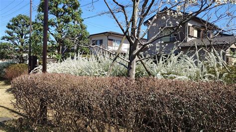 春の始まり… line buffer overflow…