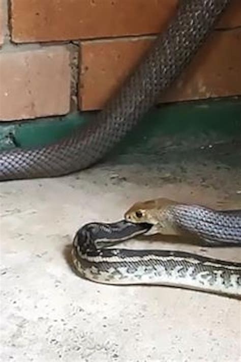 anaconda eating capybara