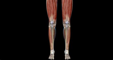 Premium Photo The Knee Is A Modified Hinge Joint Which Permits Flexion And Extension As Well