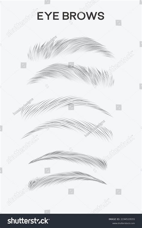 Brows Types Shapes Vector Set Stock Vector Royalty Free Shutterstock