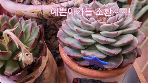 레드벨벳이 분지를 하네요 너무예뻐요 다육이키우는방법 다육식물 다육이 베란다다육 초보다육맘 식 Youtube