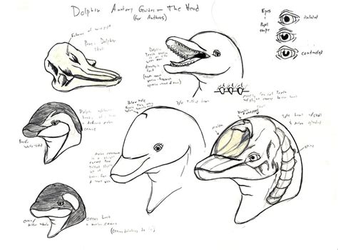 Anthro Dolphin Anatomy Guide The Head By Adleisio On Deviantart