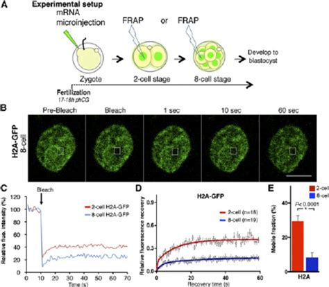 Frap Analysis Of Chromatin Components In The Developing Mouse Embryo
