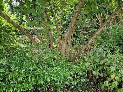 Summer Pruning The Woodland Garden Mark Laurences Blog