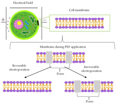 Effect Of Germination On Seed Protein Quality And Secondary Metabolites And Potential Modulation