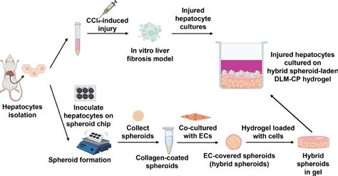 Hydrogel Based Strategies For Liver Tissue Engineering Chem And Bio Engineering