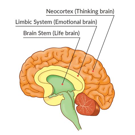 Neo Cortex And Limbic System