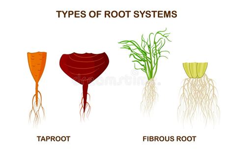 Monocot Fibrous Root