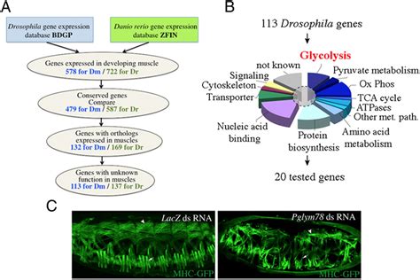 Gene Expression Based Screen For New Evolutionarily Conserved
