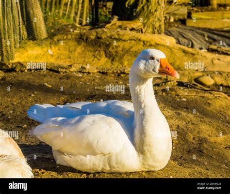 Beautiful Portrait Of A White Domestic Goose Popular Farm Animal