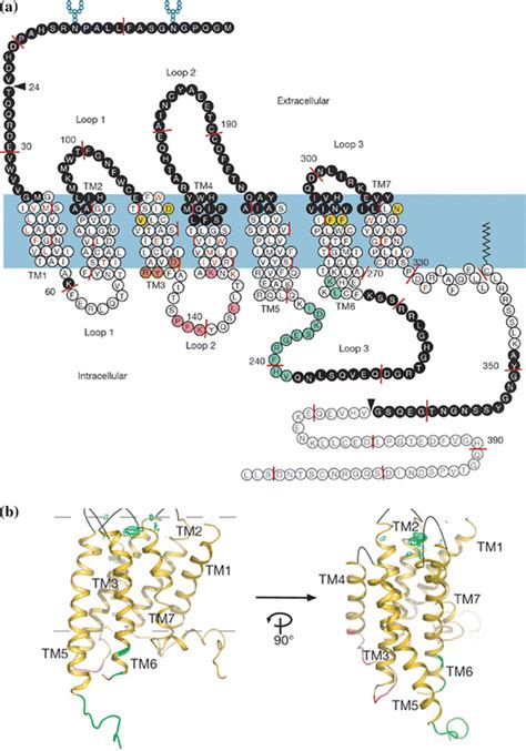A The Sequence Of The β2 Adrenergic Receptor B 3d Structure Of The
