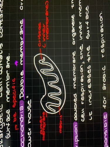 Cell Structure Flashcards Quizlet