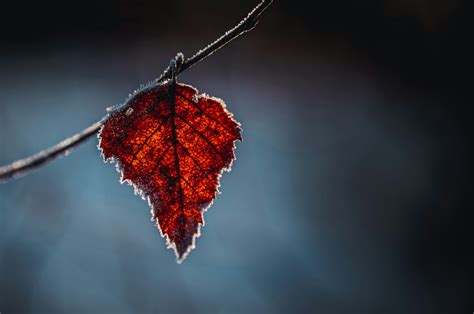 A Red Leaf Hanging From A Tree Branch Photo Free Иней Image On Unsplash