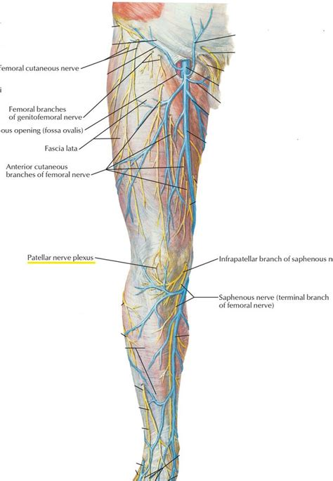 Patellar Plexus Wikism Sports Medicine Wiki