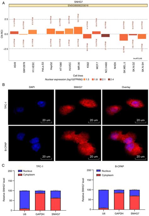 Roles Of The SNHG MicroRNA P DPP CeRNA Network In The Growth And I Resistance Of