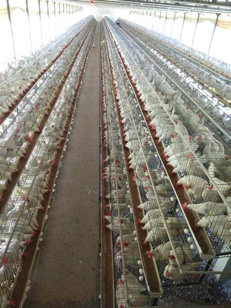 Good Management Practices Of Pullets Rearing In Commercial Layer Farms