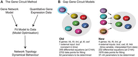 The Gene Circuit Method Old Vs New Models A Reverse Engineering