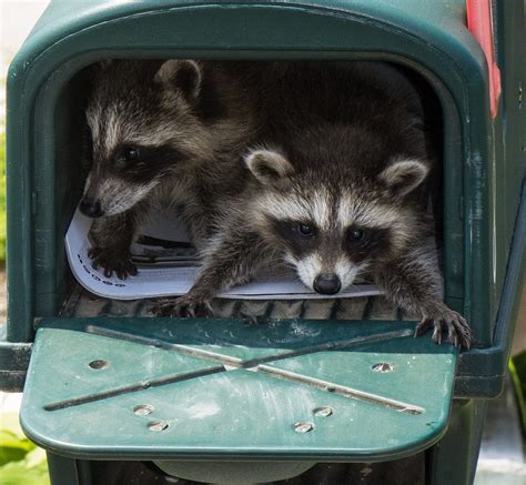 Odd Places You Might Find Raccoons Nesting Raccoon Removal Louisville