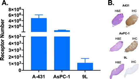Flow Cytometry Quantification Of Egfr Status In Vitro And Ihc Validation
