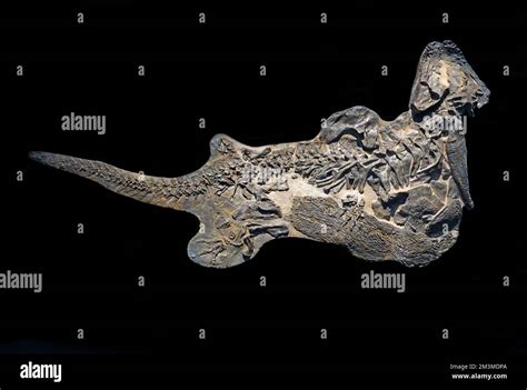 Amphibian Fossil Sclerocephalus Haeuseri Early Permian 298 9 272 3 Million Years Ago Extinct