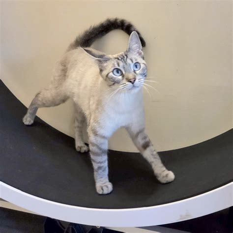 Andromeda Previously Cassiopeia Windsoressex County Humane Society